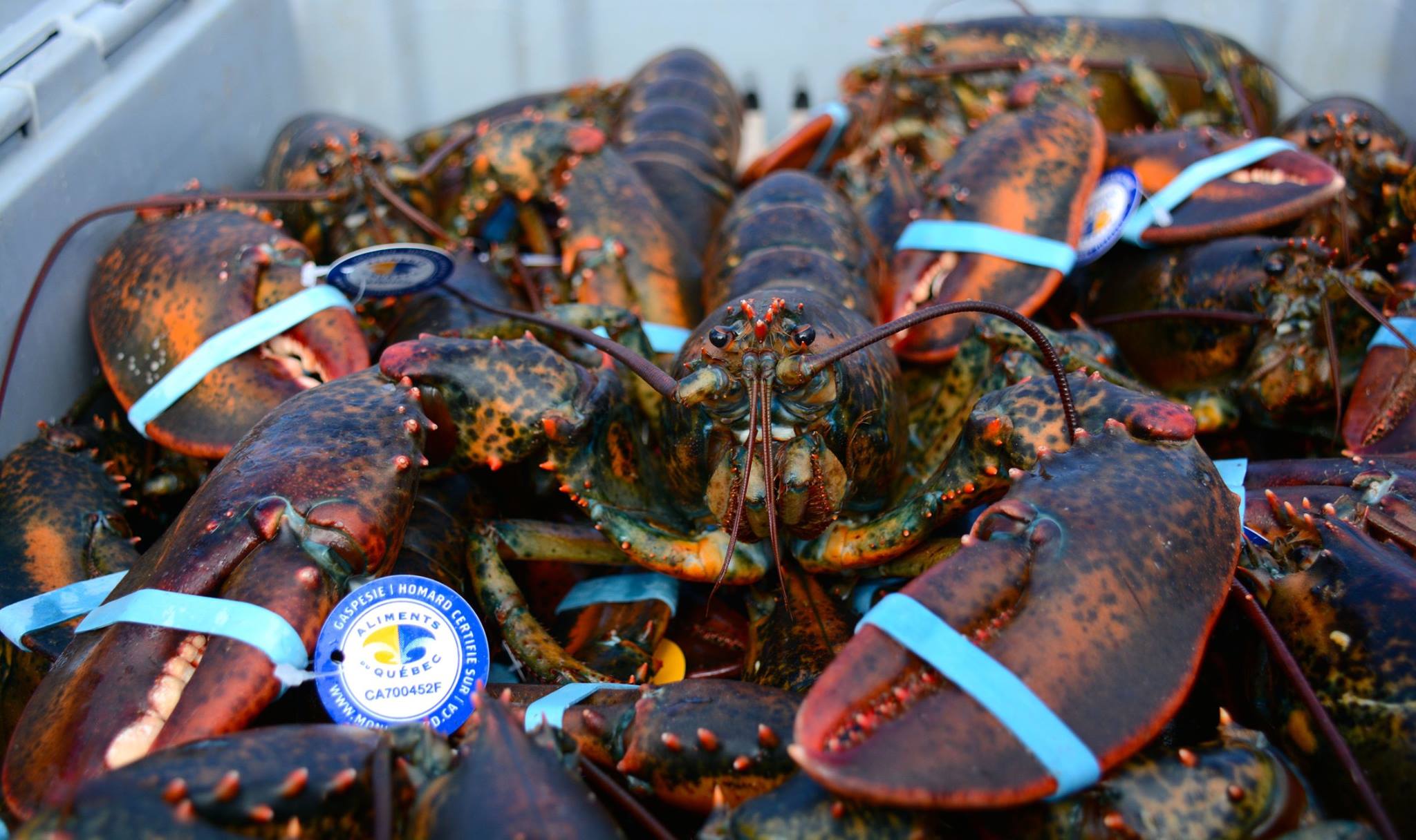 Saison 2019 - Le homard de la Gaspésie arrive dans nos assiettes ...